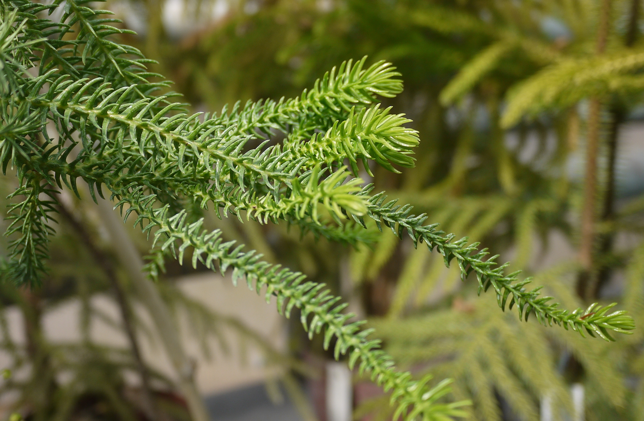 Коллекции растений ЦСБС СО РАН - Araucaria heterophylla (Salisb.) D ...